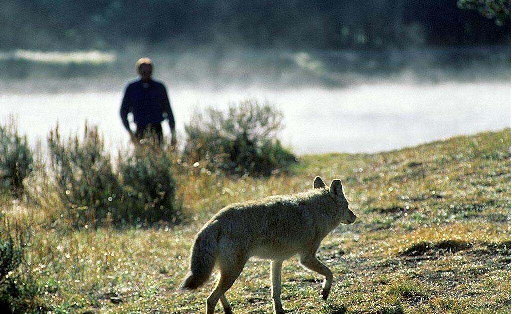 The old man has fed the wolves for 27 years. After a long time, the ...