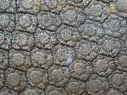 Prehistoric tanks", their predecessors in this world〗 - iMedia