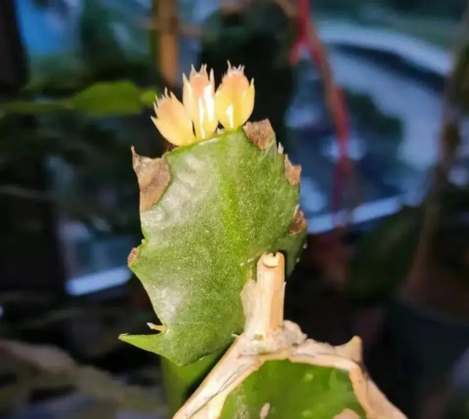 Raise this flower, pluck the leaves with heart and you will be able to ...