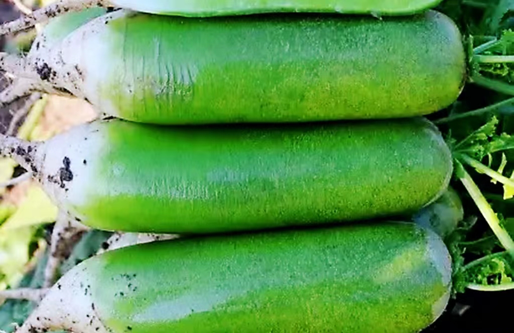 After the frost, the people of Gushi will think of the radish in their ...