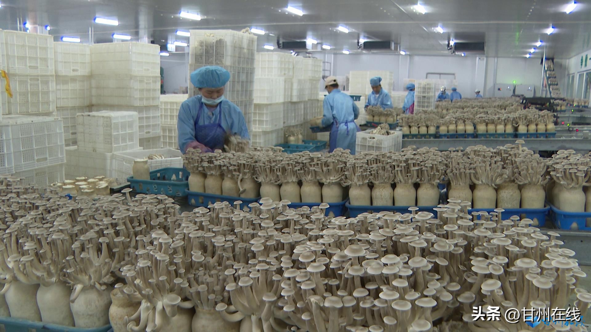 Gansu Shennong Mushroom Industry: Factory mass production of antler ...