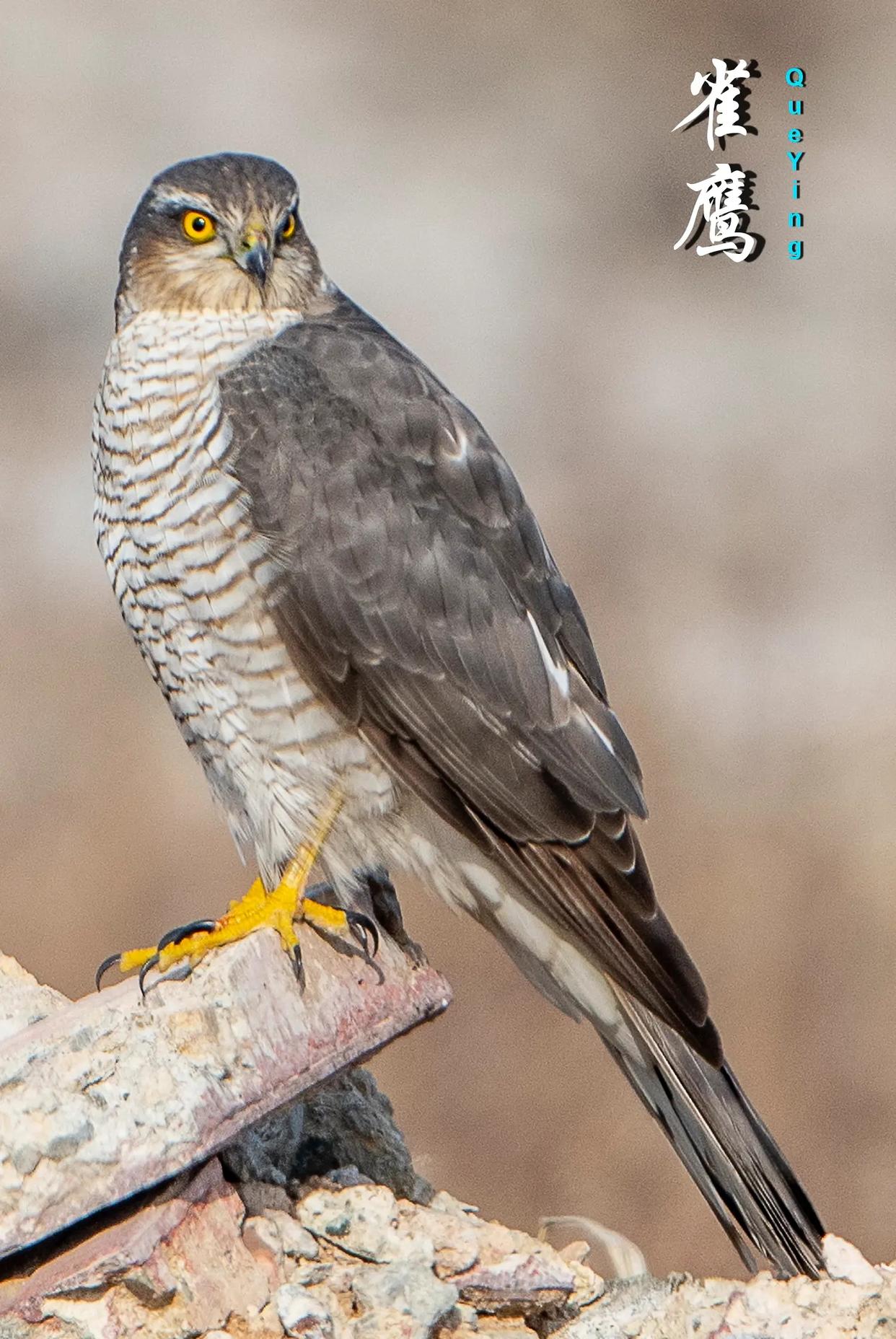 Animal Science: It is a small raptor, a sparrowhawk who is good at ...
