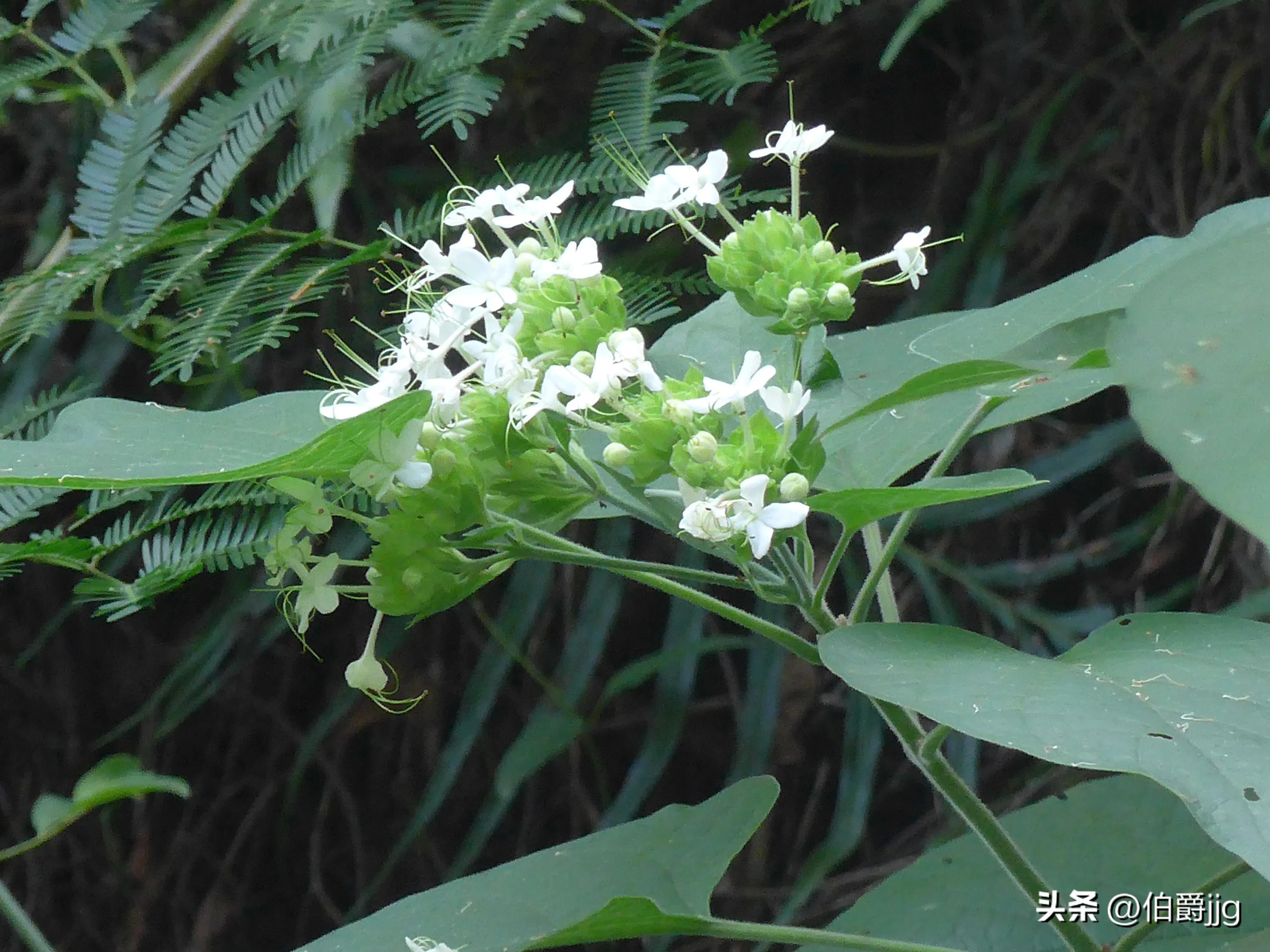 "Sisters" have different lives - wild gray haired green - iMedia