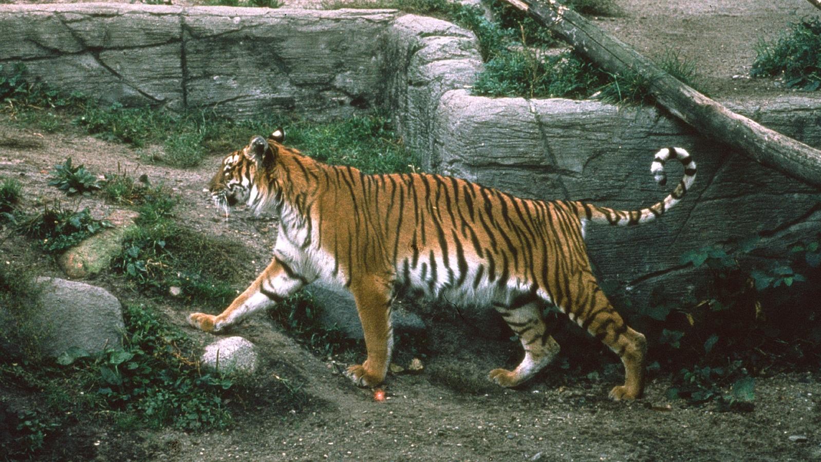 The Xinjiang tiger was once "common", but it disappeared in China in ...