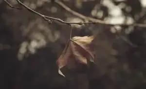 Sad Spring and Autumn - iNEWS