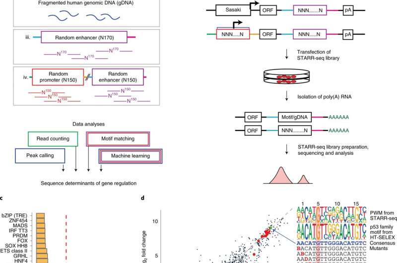 ASC Scientific Discovery: Team Uncovers Logic Governing Gene Regulation ...