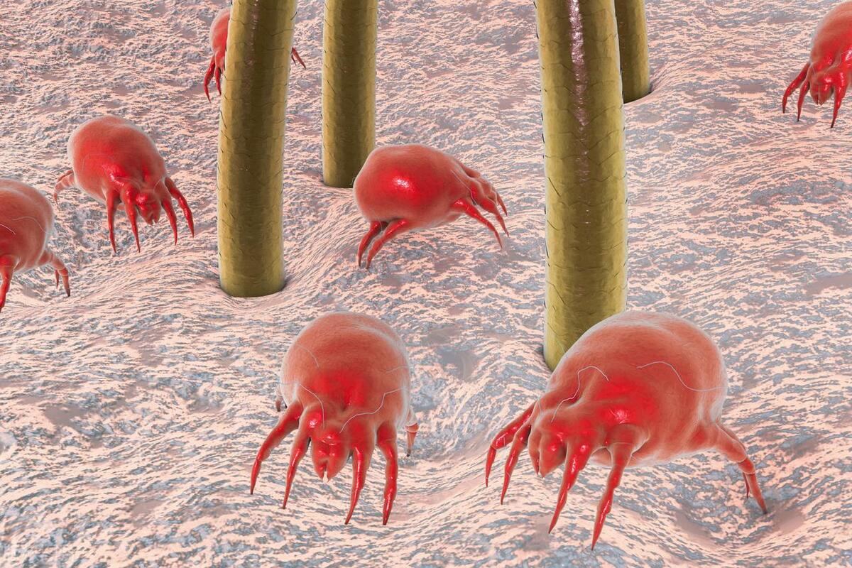 What is the most feared nemesis of mites? Is exposure to the sun the ...