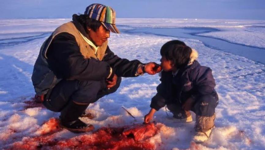 The ultimate enjoyment of sea food: try the Inuit delicacy pickled ...