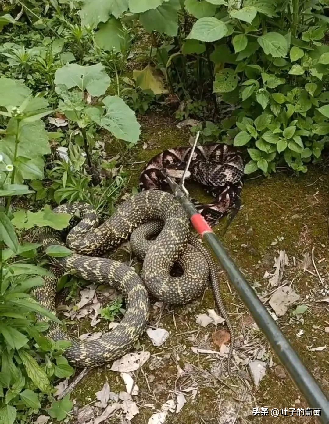 In front of the king snake, the five-step snake does not dare to move ...