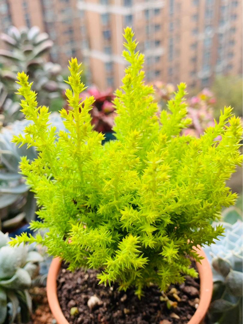 The small fragrant pine with lemon flavor is refreshing and pleasant at ...