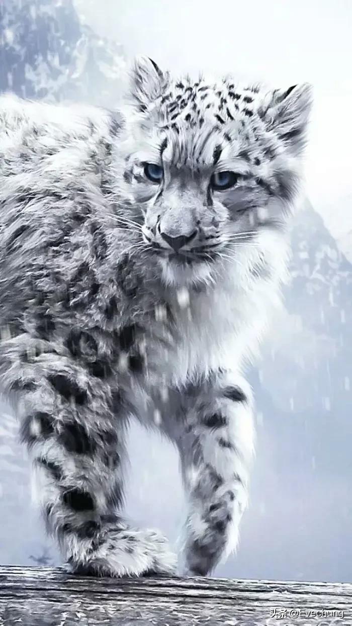There are more than 100 cute snow leopards in the Mount Everest area of ...