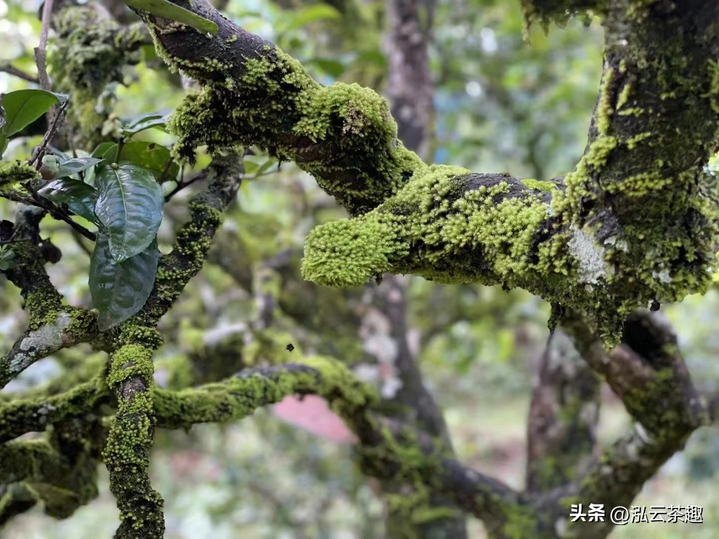 Go to Chashan-Mengku East Half Mountain Haigong Tea Area - iNEWS