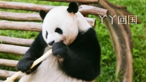 The giant panda Yaya who lived in the United States returned to China ...