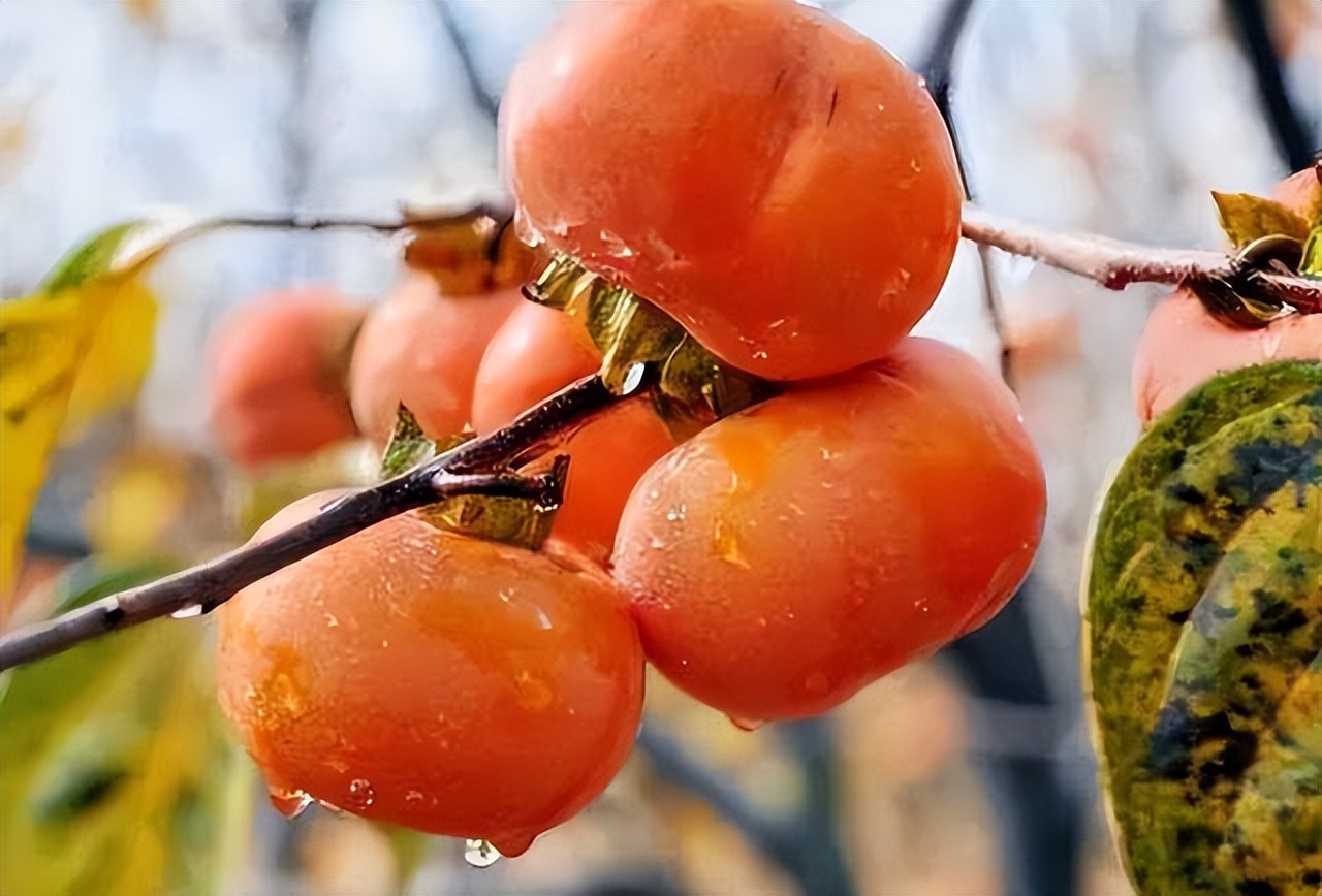 As the old saying goes, "one persimmon has ten medicines", what does it ...