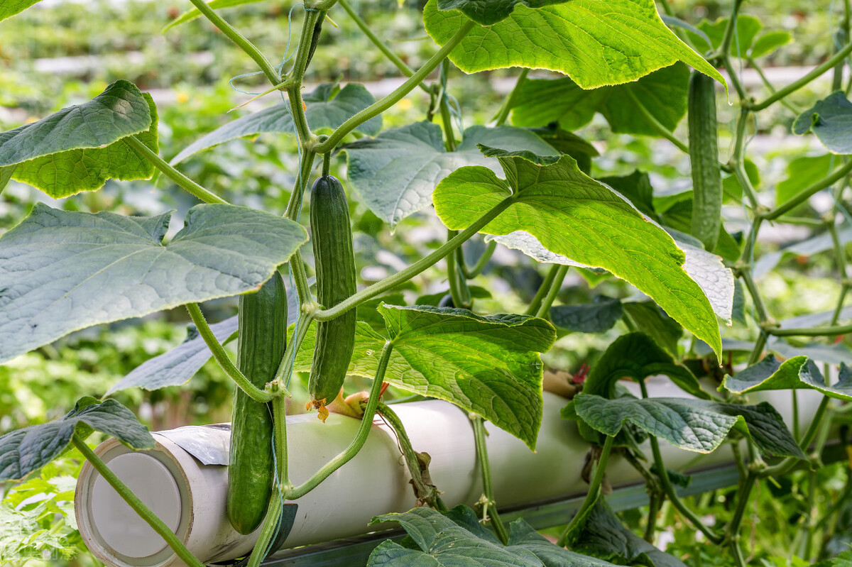 Autumn cucumbers are still too late to plant!These two delicious and ...