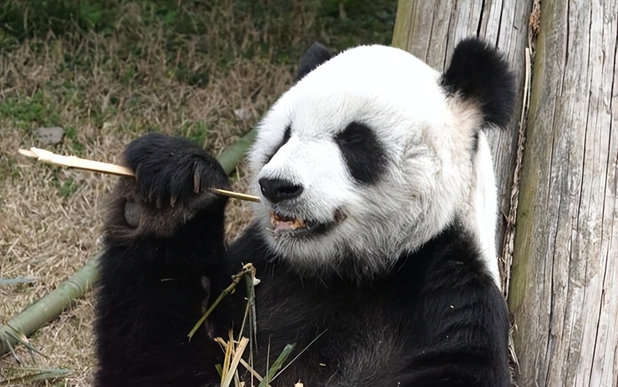 China's national treasure giant panda, a touchstone of international ...