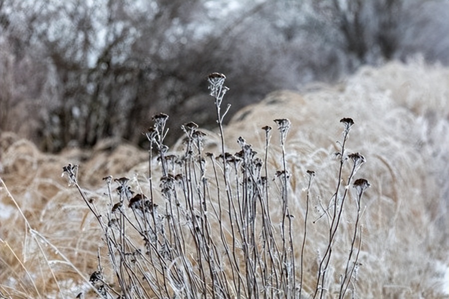 Extremely cold-resistant plants can survive freezing at minus 20 ...