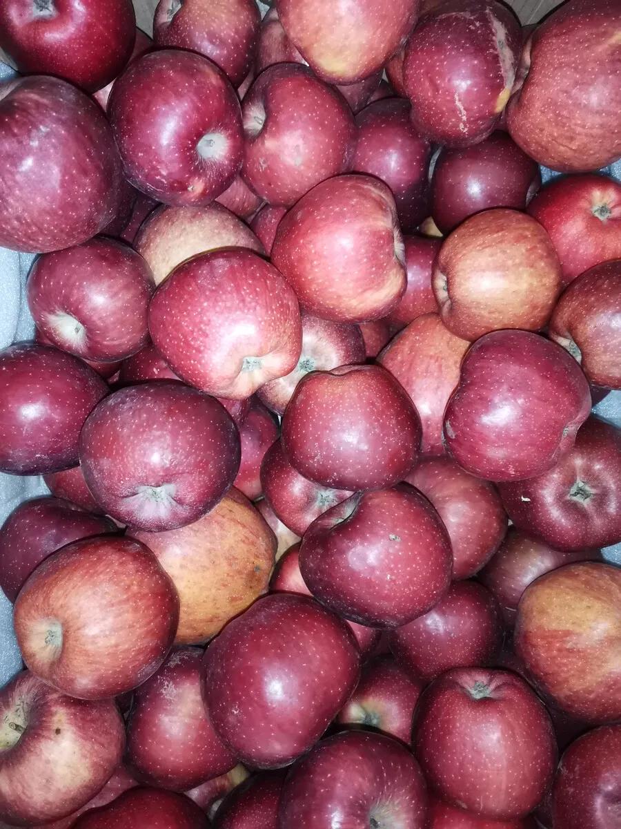 How much do you know about the apples you eat every day? - iMedia