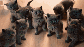 Why do male cats have to grow barbs to scratch females?What is the ...