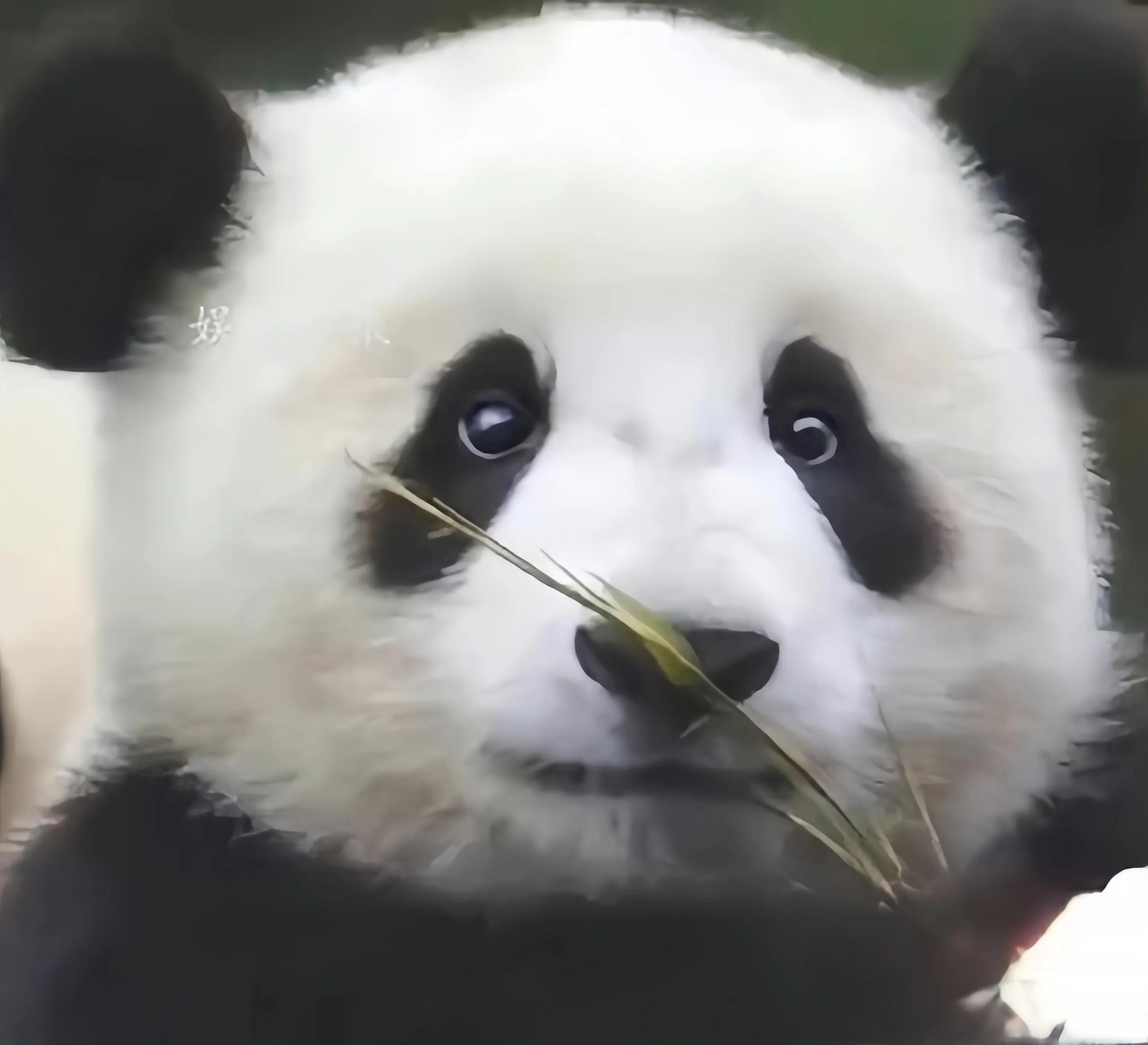 Chinese pandas are not easy to mess with! Li Daya turned into a fat man ...