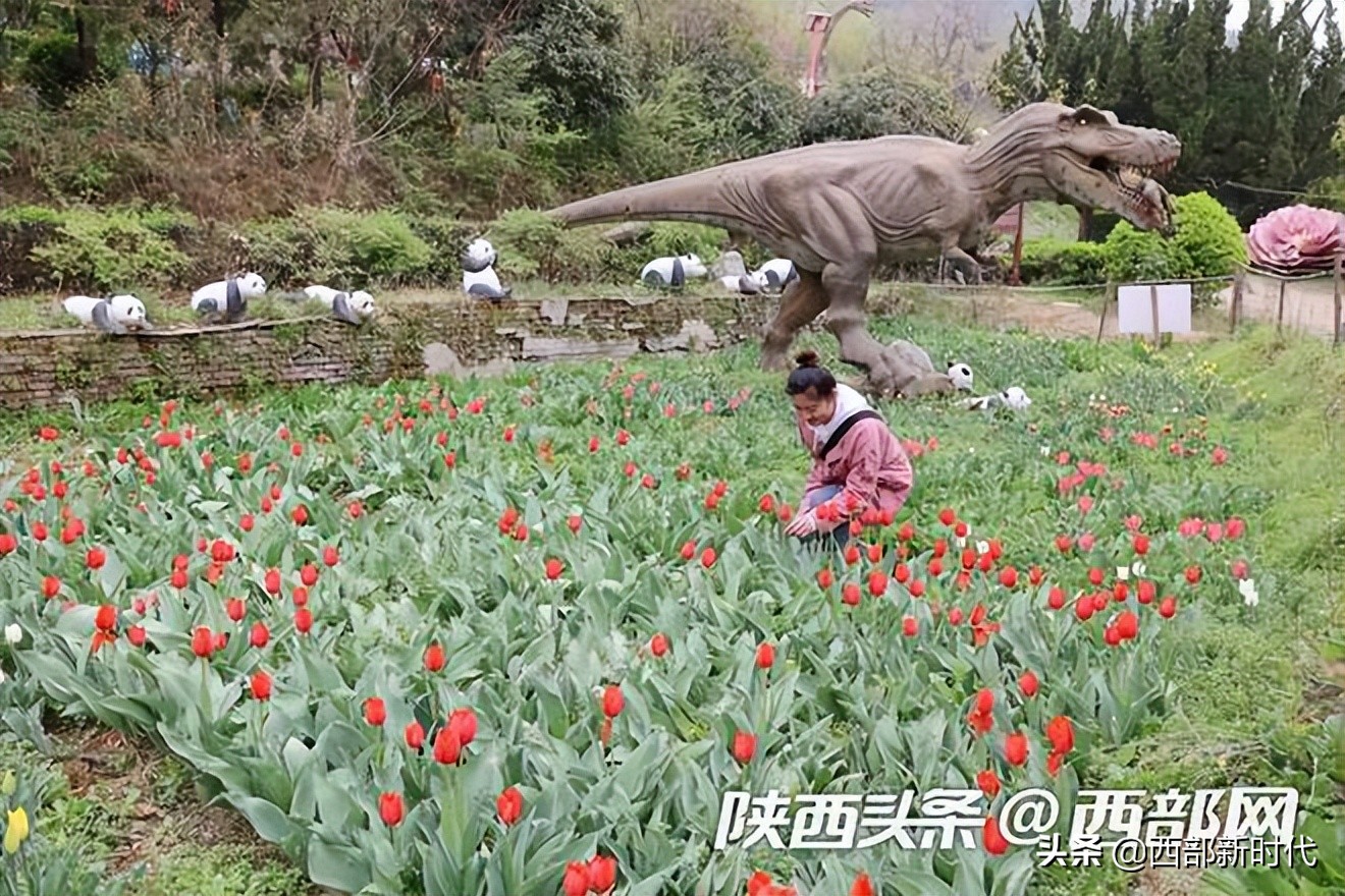 Hundred acres of peony in Agu Spring, Huyi District, Xi'an opened - iNEWS