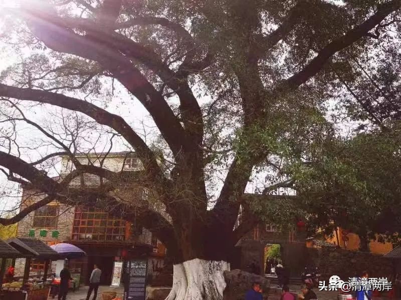 [Luan Wei Column] Huang Yao in the Spring Breeze - iNEWS