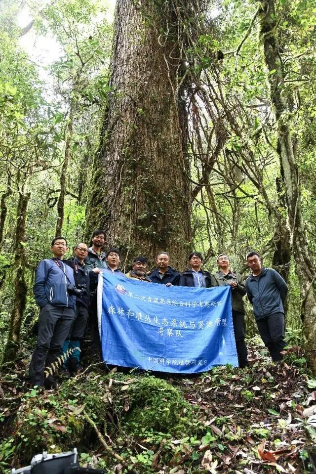 Inventory of the ten tallest trees in the world, the tallest tree in ...