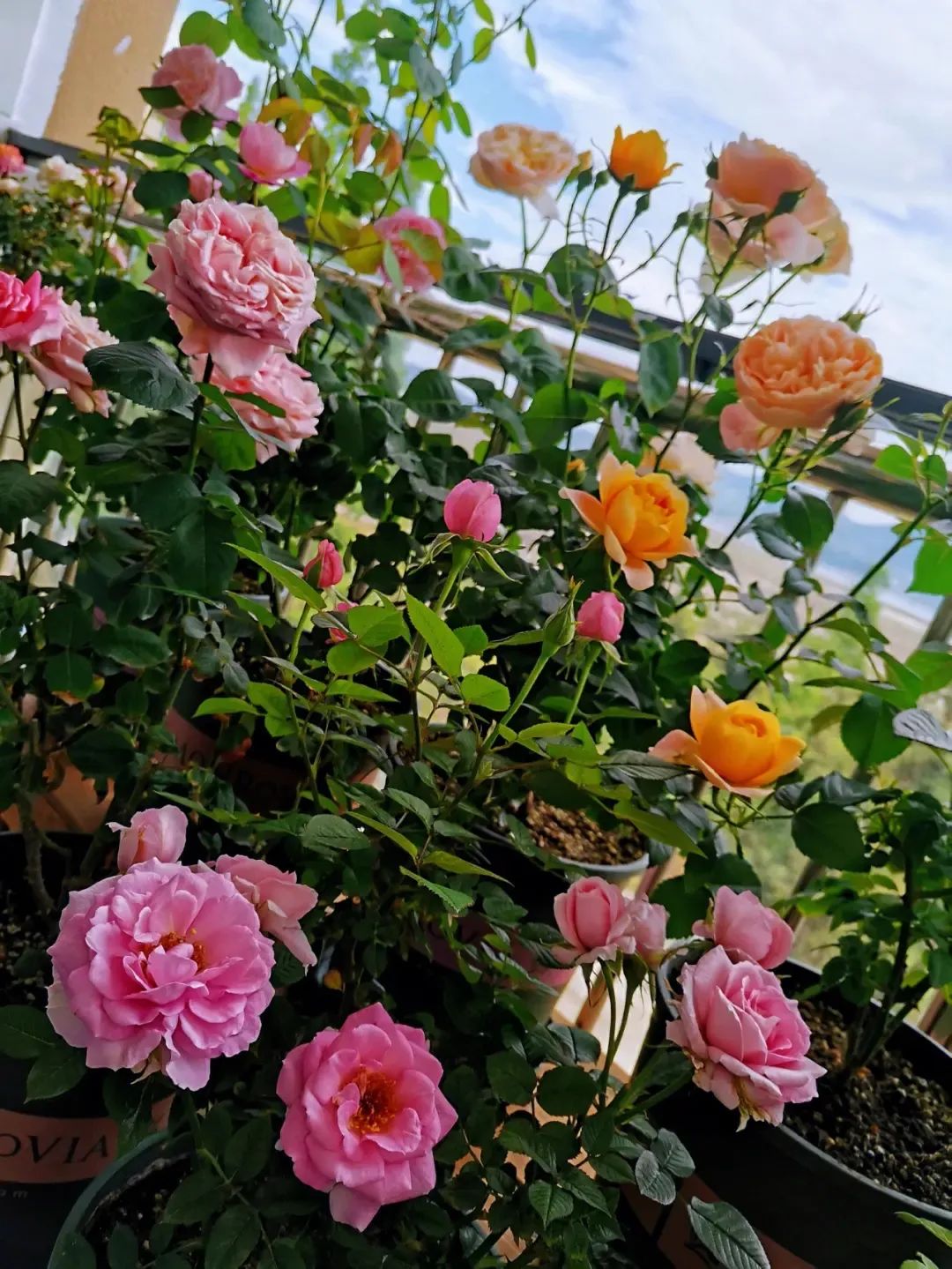 Cutting roses, the method is correct but still fails, the reason may be ...