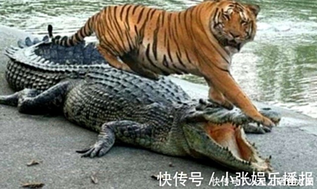 The tiger fights the 600-pound crocodile in one go, and deserves to be ...