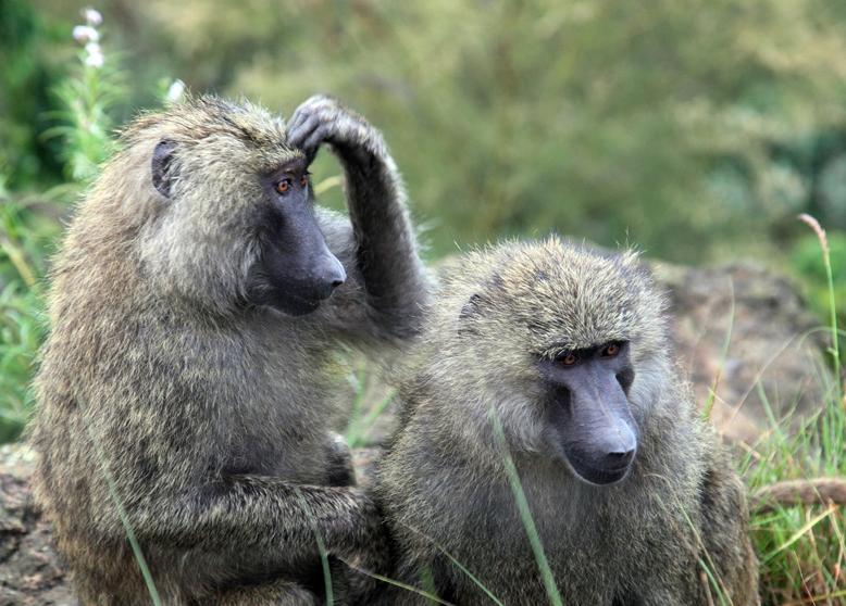 A breeder in Hubei rescued a seriously ill baboon. The breeder was ...