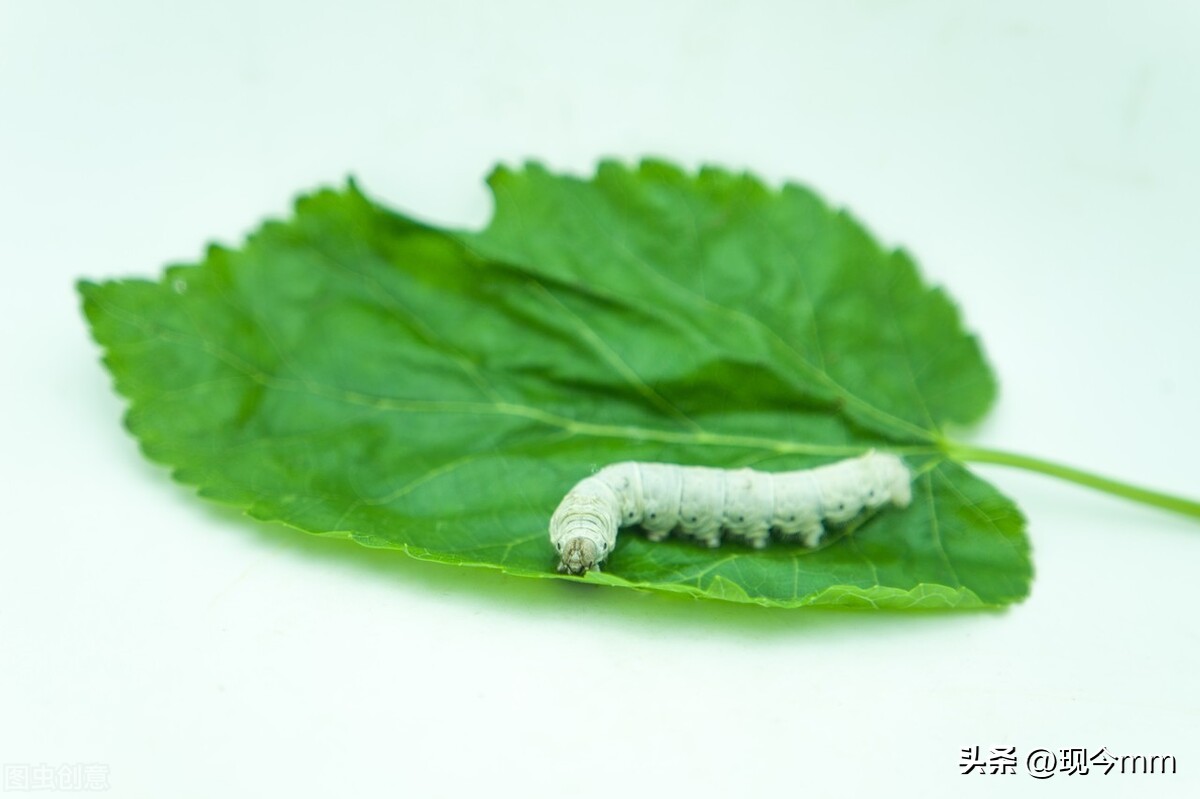 Do you know Lei Zu (léi zǔ) in ancient China? - iNEWS