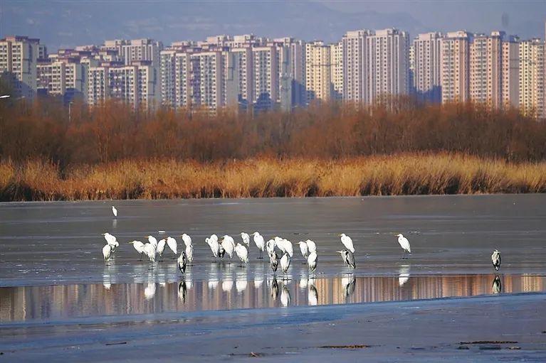 Rare birds spend the winter in the Fenhe River - iMedia