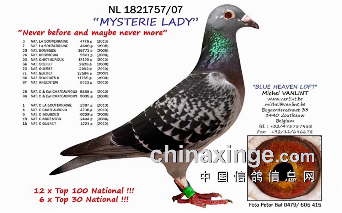 Leo Heremans of the fastest pigeon breed in the world - iNEWS