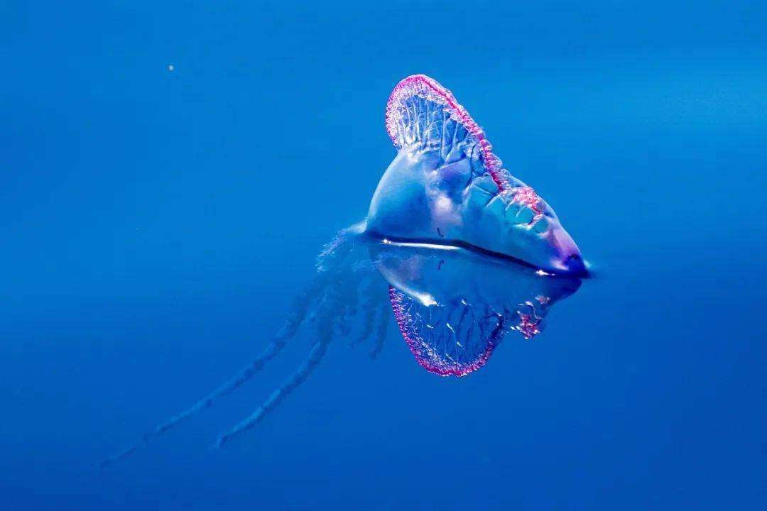 How poisonous are animals in the ocean?A crab can poison 45,000 mice ...