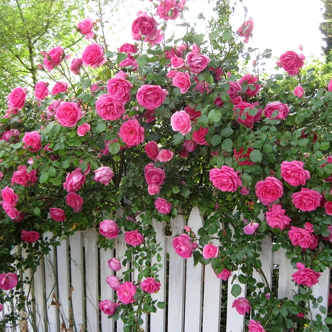 Are roses unfriendly to newbies?Inventory 9 kinds of entry-level roses ...