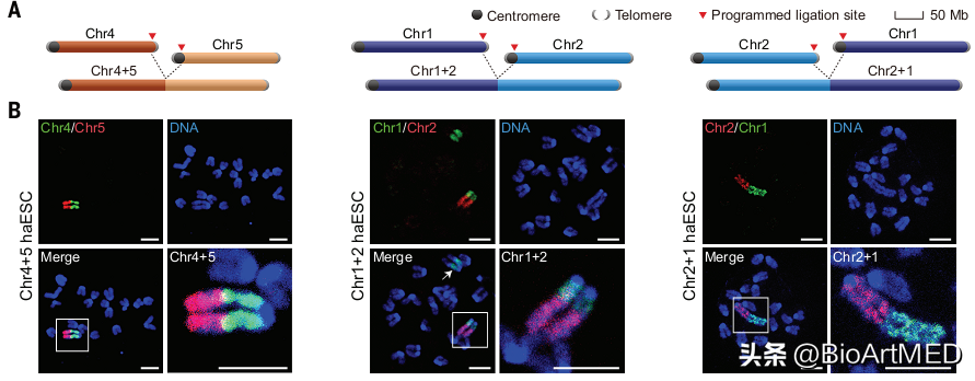 Li Wei/Zhou Qi team jointly developed new chromosome editing technology ...