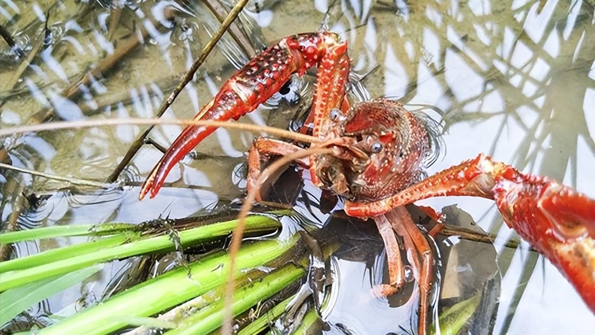 What animals could overrun China? Invasive crayfish didn't make it ...