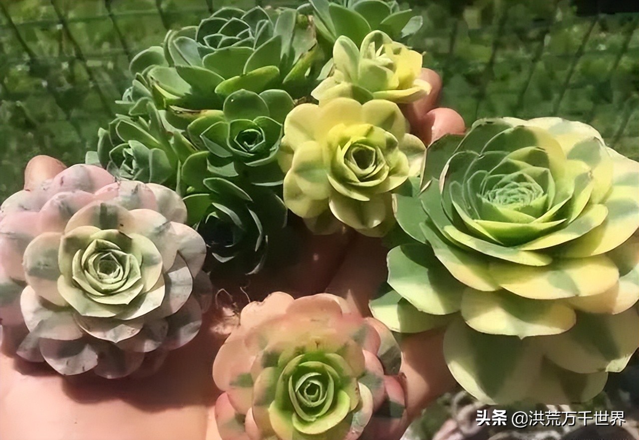 Beginners to raise mountain roses, teach you a few tips, not leggy or ...