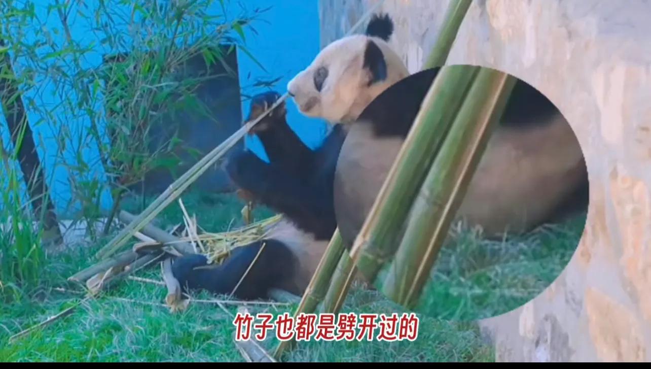 Current status of Yaya Beijing Zoo - iNEWS