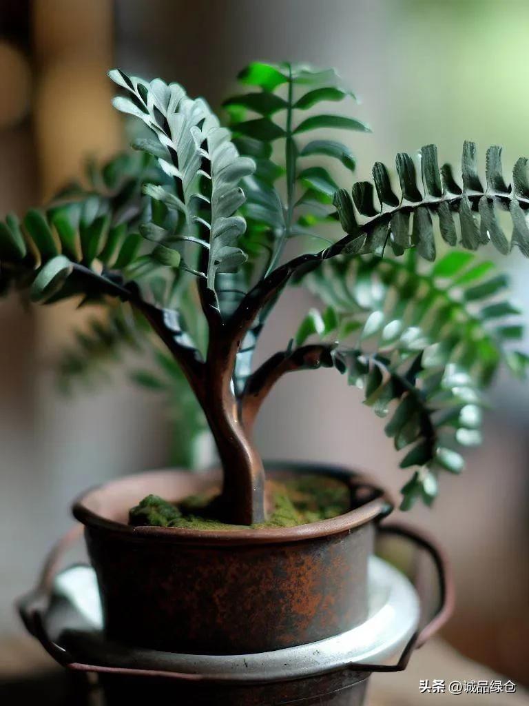 Iron Tree Pot Care: How To Make Your Iron Tree Thrive - iMedia