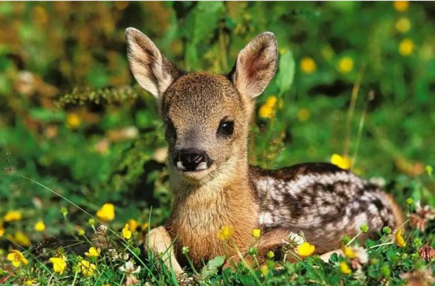 As the first "divine beast" in the Northeast, how stupid is the silly ...