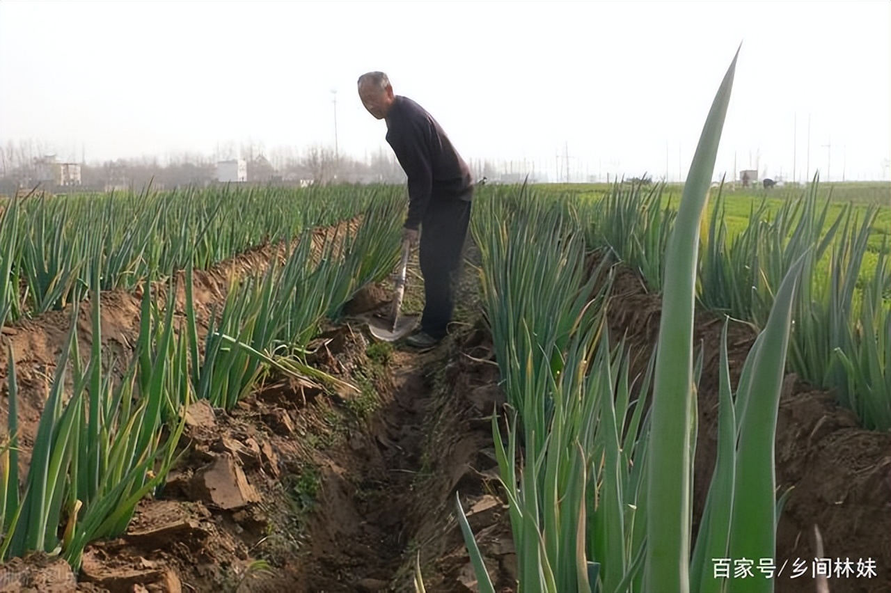 There are skills in planting onions, and the method of planting in one ...