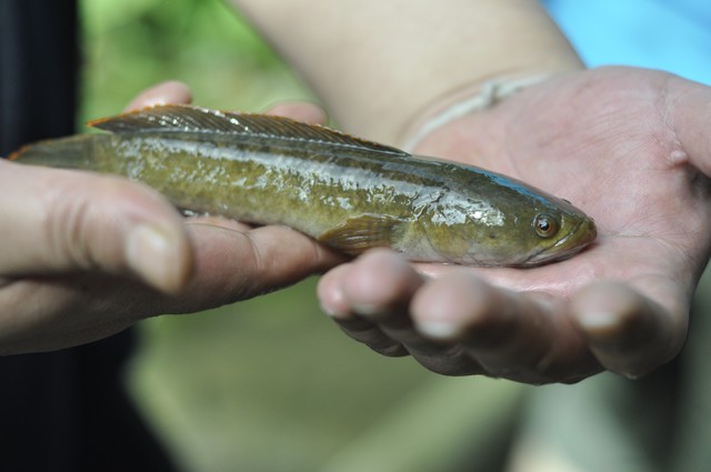 Question 4: Why is there mucus on fish? - iNEWS
