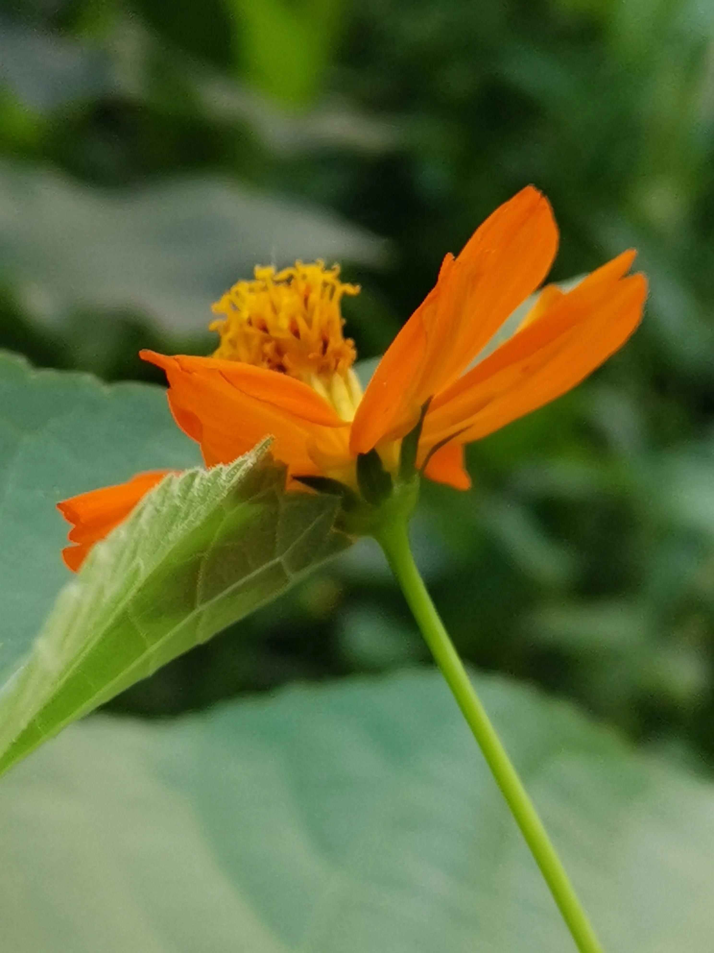 Sulphur flower chrysanthemum - iNEWS
