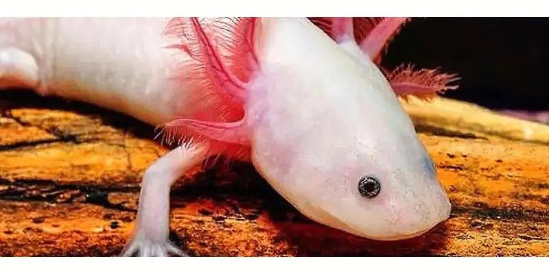 magic! Hexagonal Dinosaur with Broken Leg and Brain - iNEWS