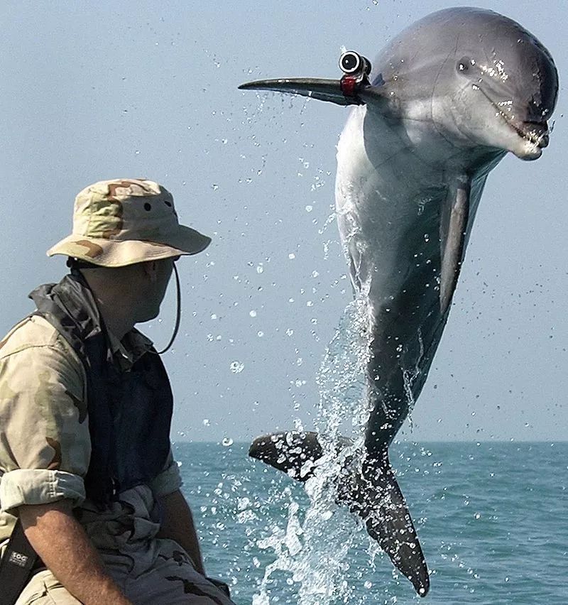 Hamas was attacked by Israeli dolphin agents. Are dolphins really that ...