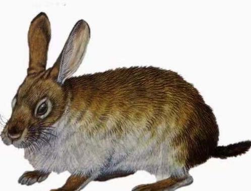 On the Historical and Cultural Significance of Rabbits in Ancient Egypt ...