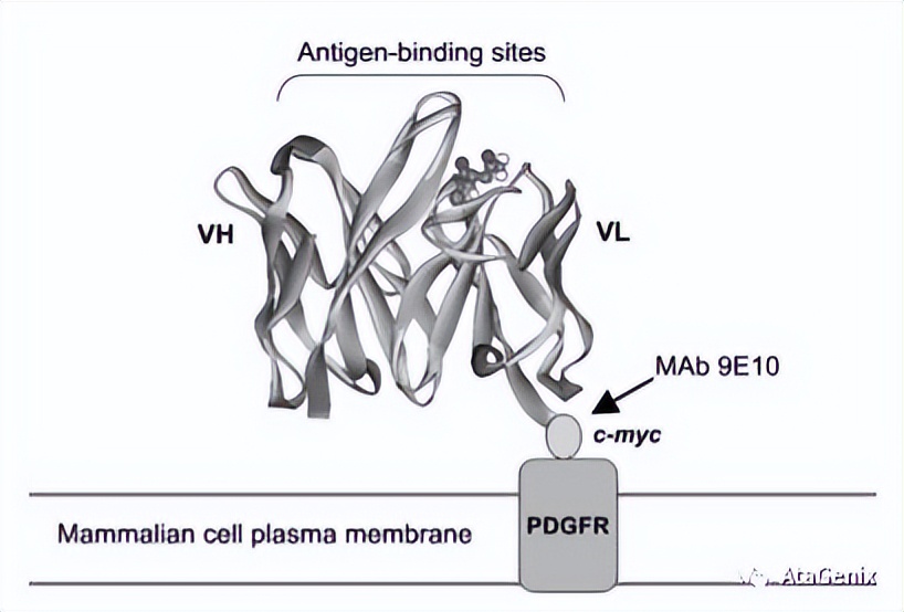 Antibody Discovery--Mammalian Cell Surface Display Technology - iNEWS