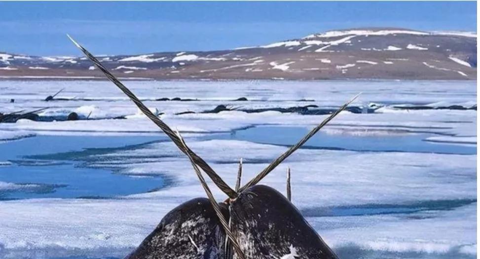 The most arrogant animal in the world, a tooth for a castle - iNEWS