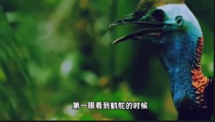 Known as the killer bird, the cassowary can kick through steel plates ...